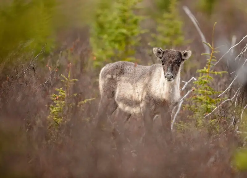 Boreal woodland caribou - Facts, Diet, Habitat & Pictures on Animalia.bio