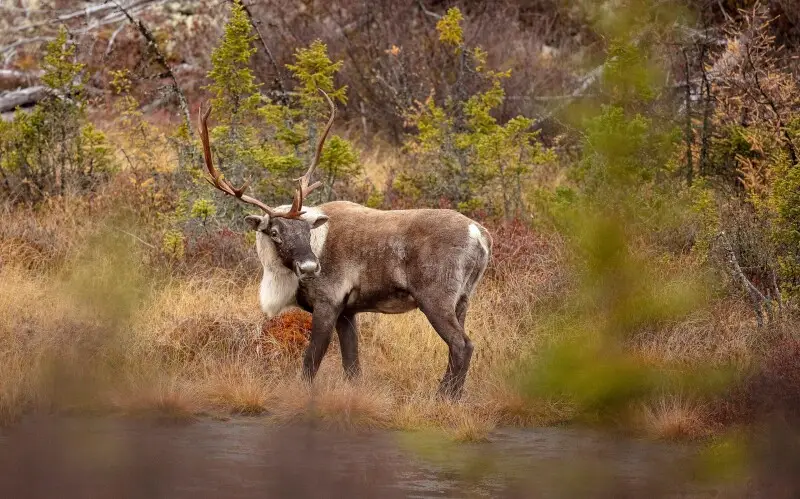 Boreal woodland caribou - Facts, Diet, Habitat & Pictures on Animalia.bio