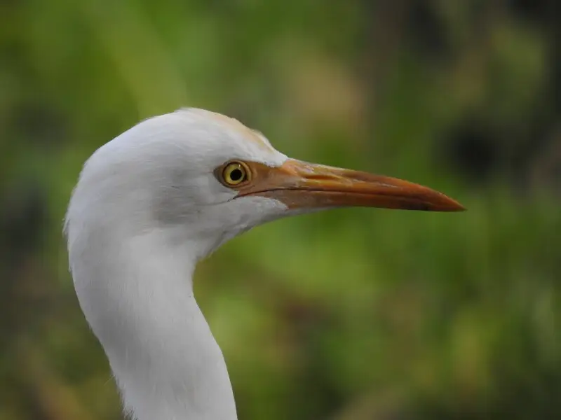 Eastern cattle egret - Facts, Diet, Habitat & Pictures on Animalia.bio