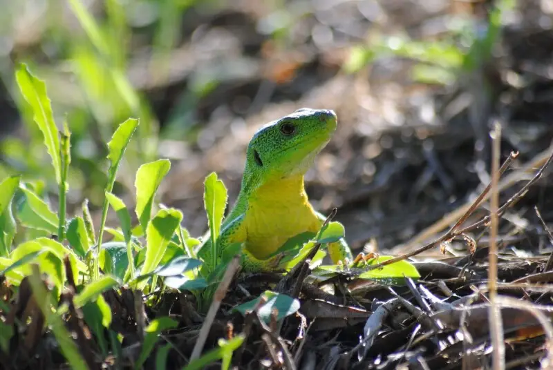 Balkan green lizard - Facts, Diet, Habitat & Pictures on Animalia.bio