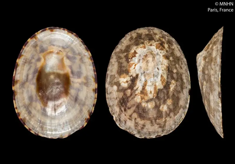 Cellana radians - факти, дієта, ареал і фотографії на Animalia.bio