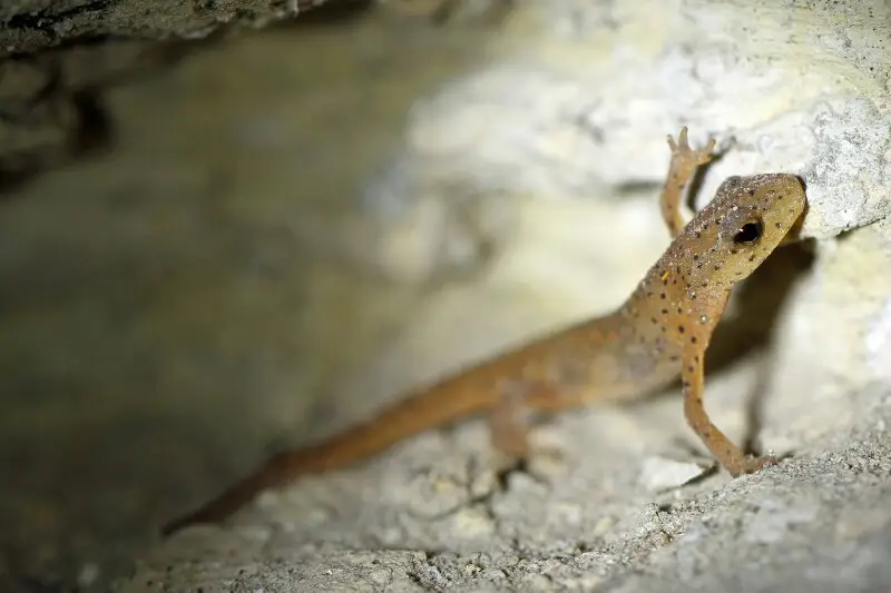 Eastern newt - Facts, Diet, Habitat & Pictures on Animalia.bio