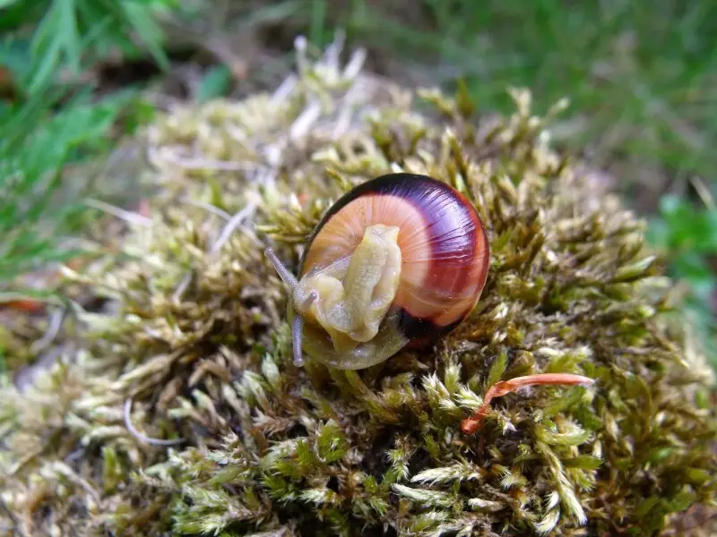 Grove snail - Facts, Diet, Habitat & Pictures on Animalia.bio