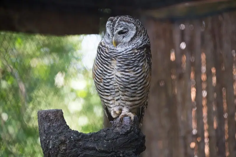 Chaco owl - Facts, Diet, Habitat & Pictures on Animalia.bio