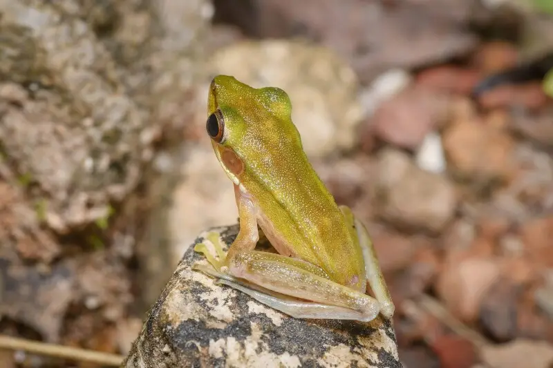 Chalcorana eschatia - факти, дієта, ареал і фотографії на Animalia.bio