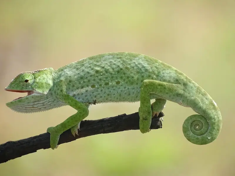 Senegal chameleon - Facts, Diet, Habitat & Pictures on Animalia.bio