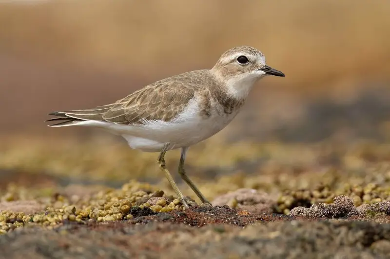 Double-banded plover - Facts, Diet, Habitat & Pictures on Animalia.bio