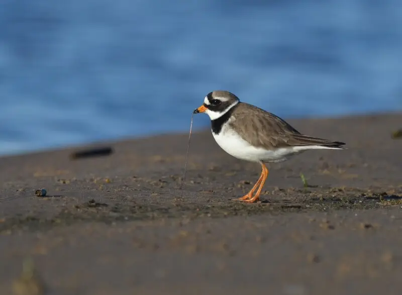 Common ringed plover - Facts, Diet, Habitat & Pictures on Animalia.bio