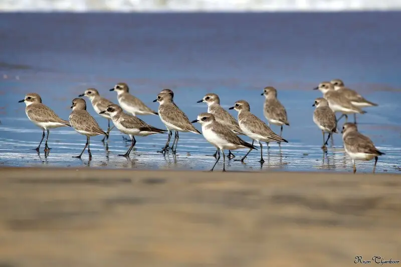 Lesser sand plover - Facts, Diet, Habitat & Pictures on Animalia.bio