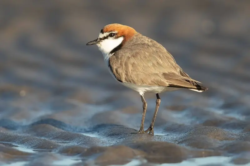 Red-capped plover - Facts, Diet, Habitat & Pictures on Animalia.bio