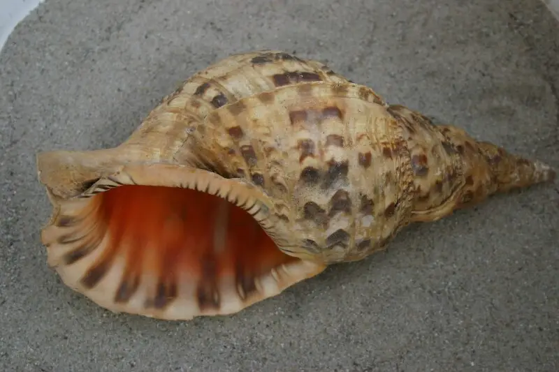 Charonia tritonis - Facts, Diet, Habitat & Pictures on Animalia.bio