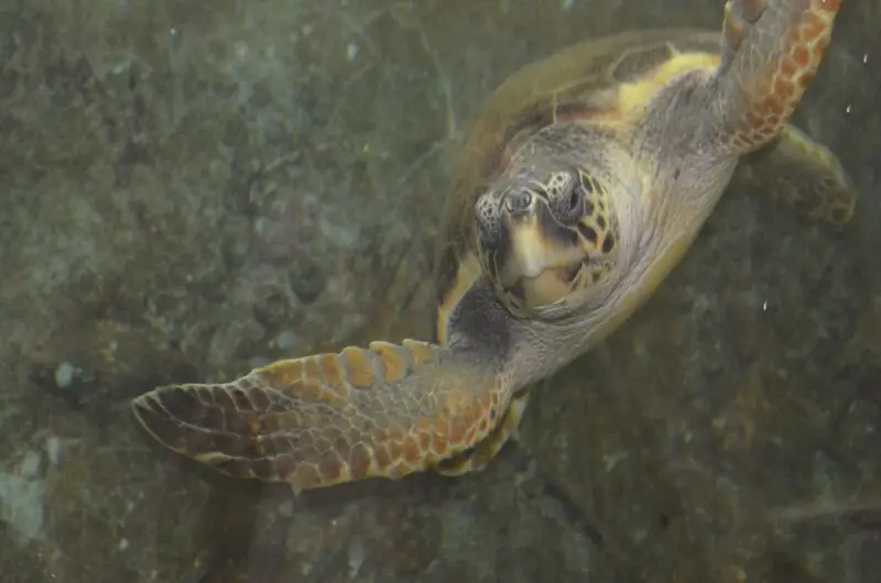 Loggerhead sea turtle - Facts, Diet, Habitat & Pictures on Animalia.bio