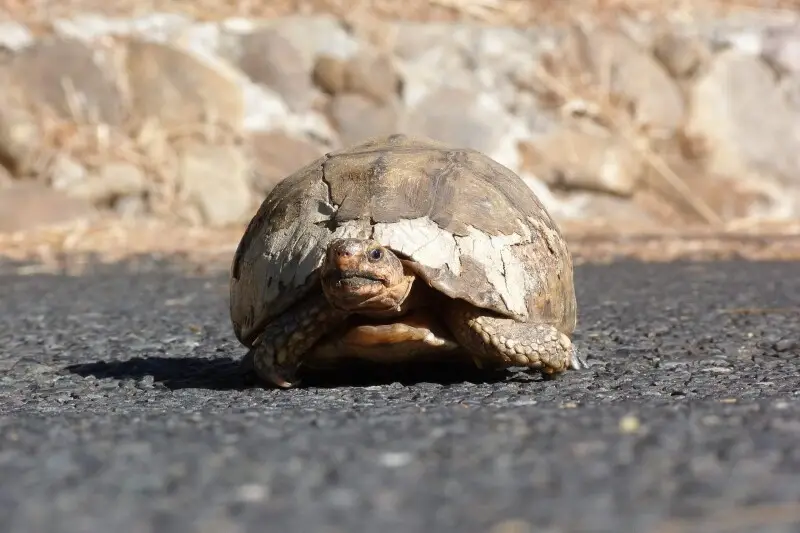 Angulate tortoise - Facts, Diet, Habitat & Pictures on Animalia.bio