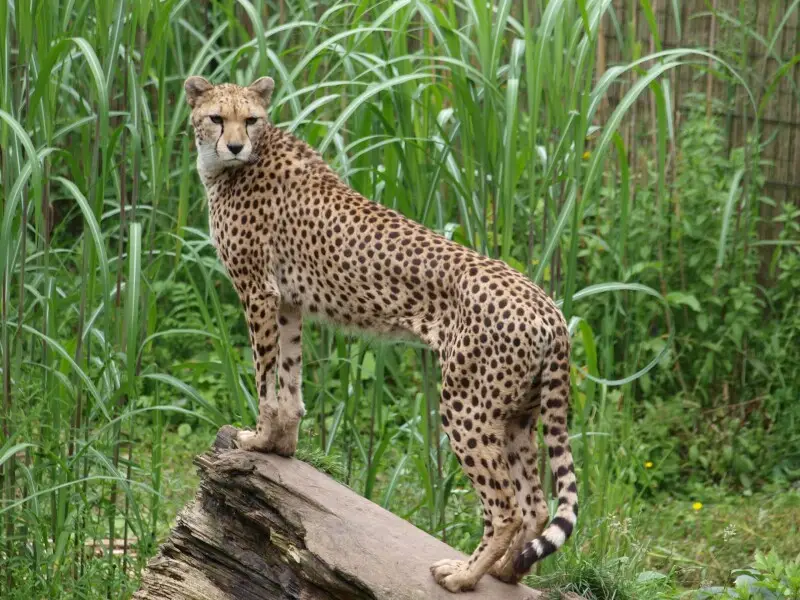 Northwest African cheetah - Facts, Diet, Habitat & Pictures on Animalia.bio