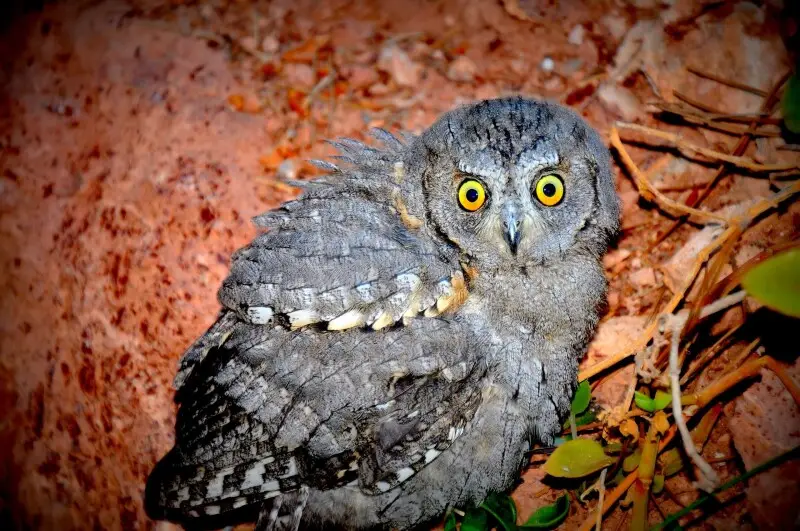 Eurasian scops owl - Facts, Diet, Habitat & Pictures on Animalia.bio
