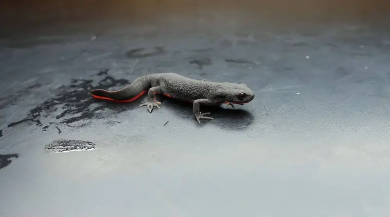Chinese fire belly newt - Facts, Diet, Habitat & Pictures on Animalia.bio