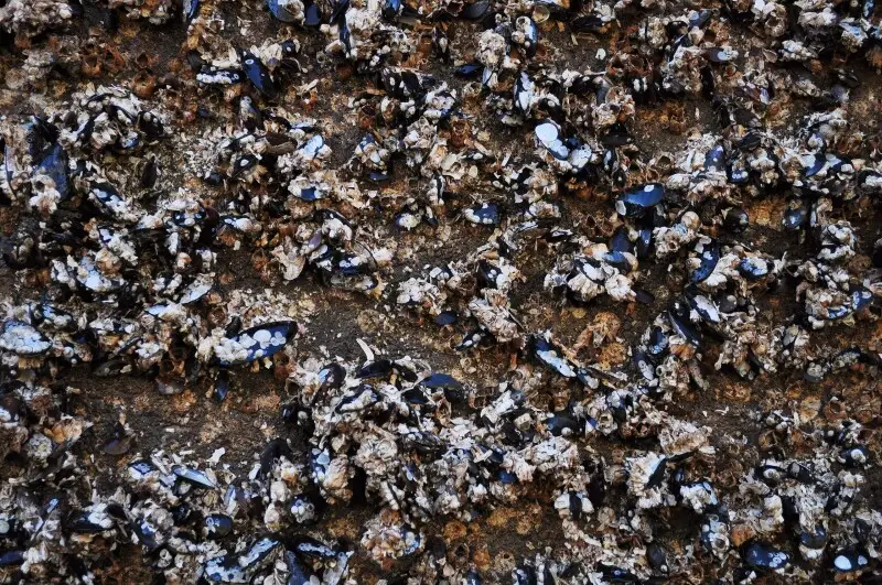 Blue mussel - Facts, Diet, Habitat & Pictures on Animalia.bio