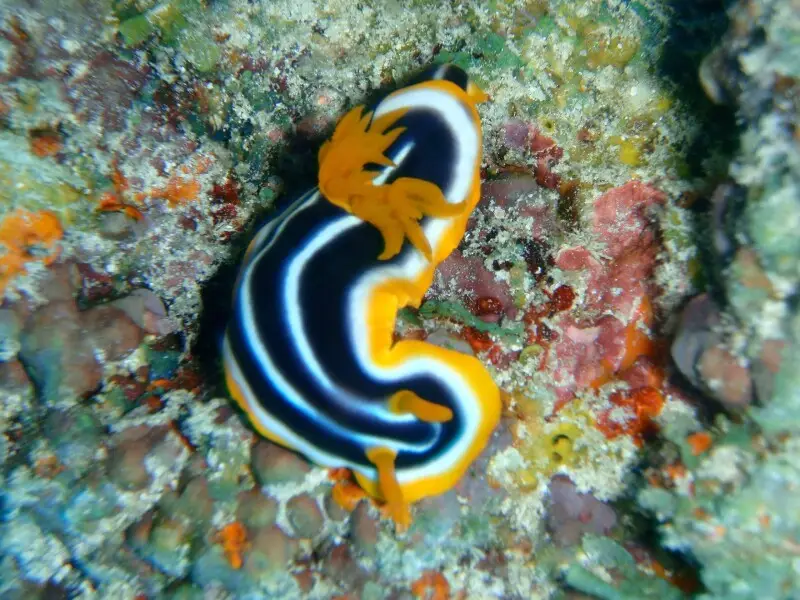 Chromodoris quadricolor - Facts, Diet, Habitat & Pictures on Animalia.bio