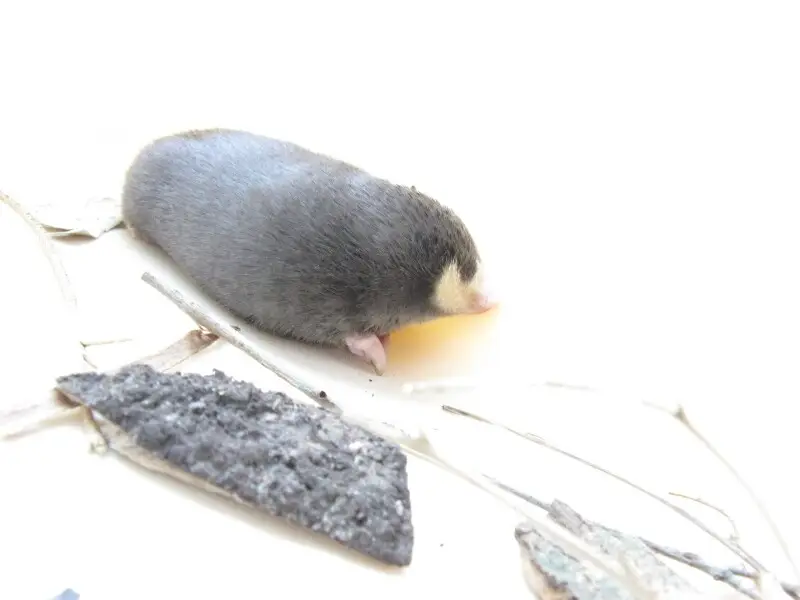 Cape golden mole - Facts, Diet, Habitat & Pictures on Animalia.bio