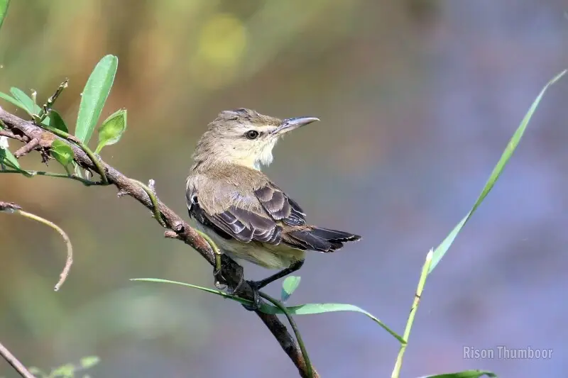 Clamorous reed warbler - Facts, Diet, Habitat & Pictures on Animalia.bio