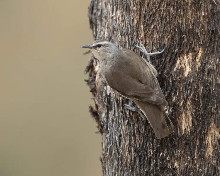 Brown treecreeper - Facts, Diet, Habitat & Pictures on Animalia.bio