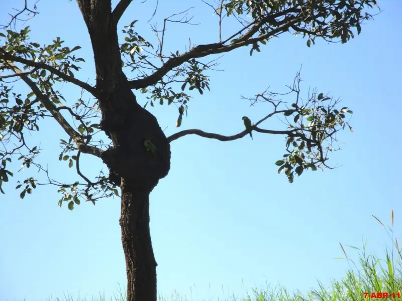Scaly-headed parrot - Facts, Diet, Habitat & Pictures on Animalia.bio