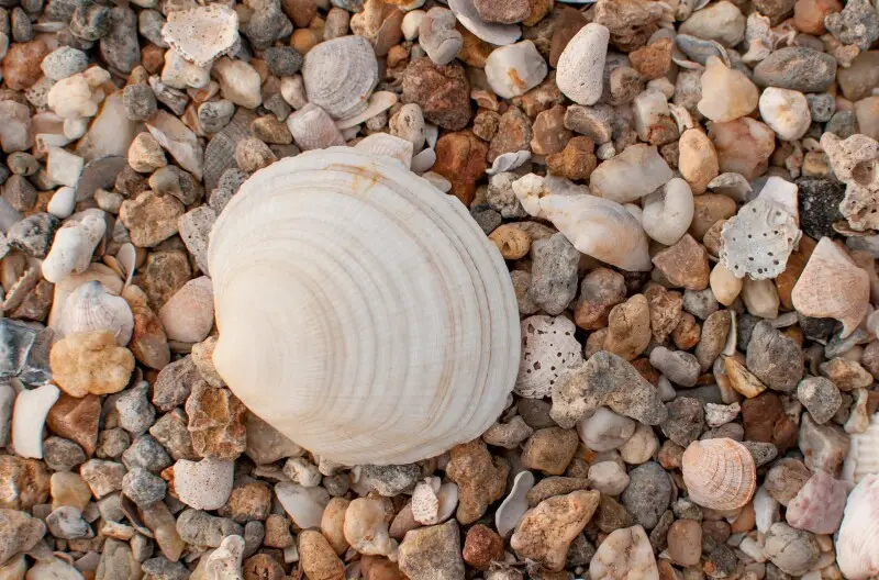 Codakia orbicularis - Facts, Diet, Habitat & Pictures on Animalia.bio