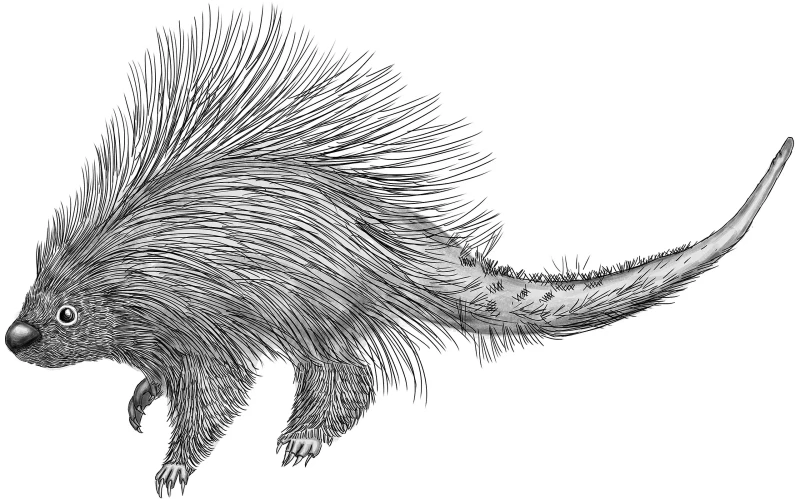 Coendou spinosus - факти, дієта, ареал і фотографії на Animalia.bio