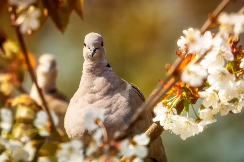 Ring-necked dove - Facts, Diet, Habitat & Pictures on Animalia.bio