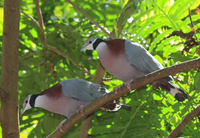 Collared imperial pigeon - Facts, Diet, Habitat & Pictures on Animalia.bio