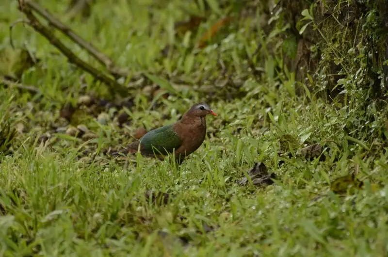 Common emerald dove - Facts, Diet, Habitat & Pictures on Animalia.bio