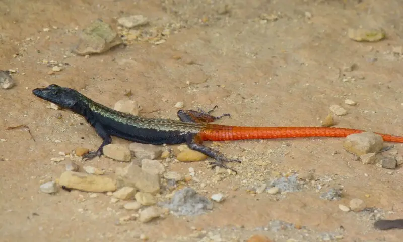 Common flat lizard - Facts, Diet, Habitat & Pictures on Animalia.bio