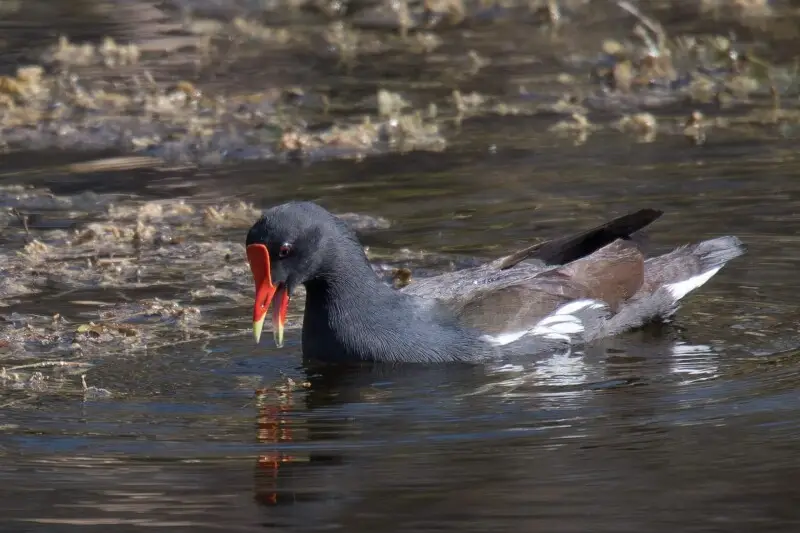 Common gallinule - Facts, Diet, Habitat & Pictures on Animalia.bio
