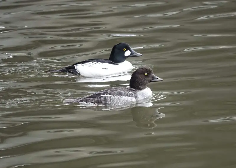Common goldeneye - Facts, Diet, Habitat & Pictures on Animalia.bio