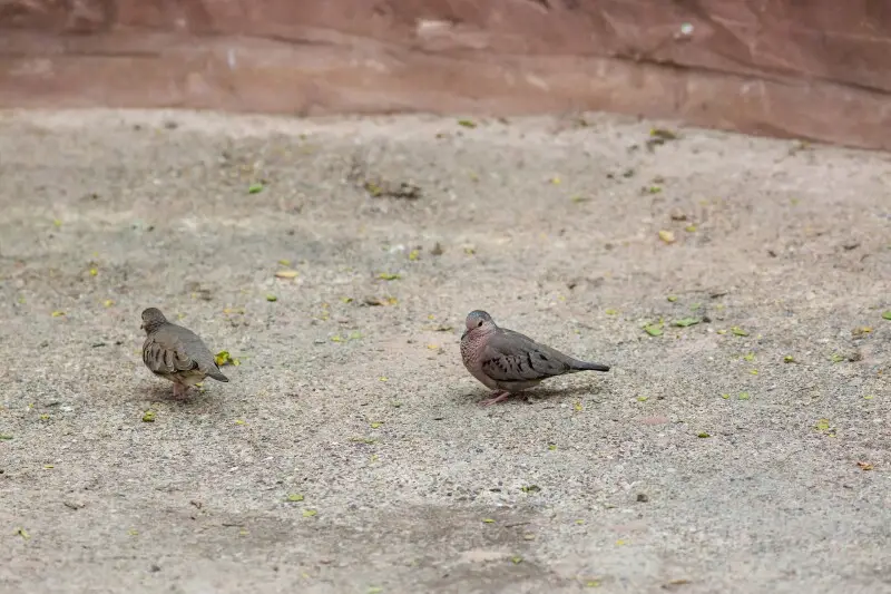 Common ground dove - Facts, Diet, Habitat & Pictures on Animalia.bio