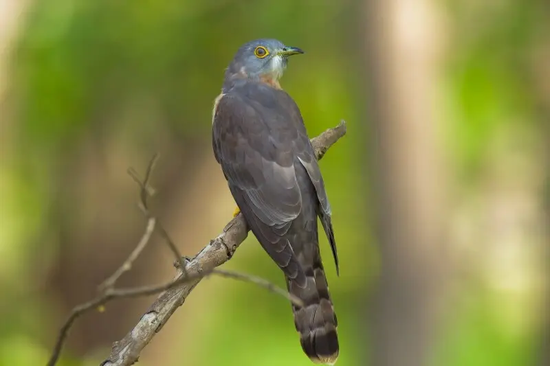 Common hawk-cuckoo - Facts, Diet, Habitat & Pictures on Animalia.bio
