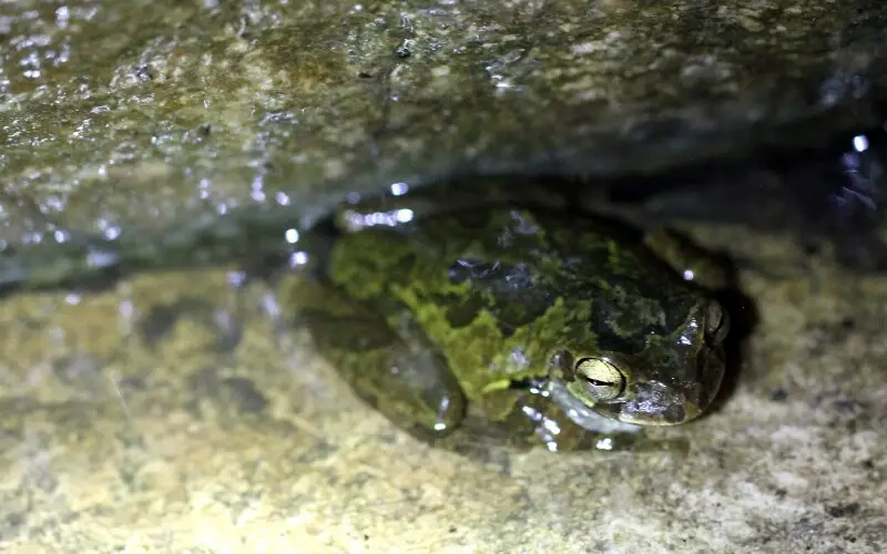 Common Mexican tree frog - Facts, Diet, Habitat & Pictures on Animalia.bio