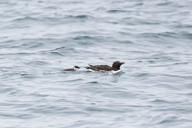 Common murre - Facts, Diet, Habitat & Pictures on Animalia.bio