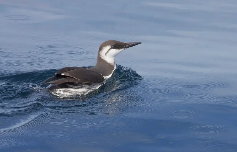 Common murre - Facts, Diet, Habitat & Pictures on Animalia.bio