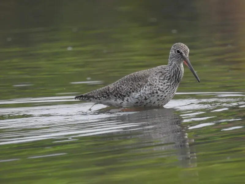 Common redshank - Facts, Diet, Habitat & Pictures on Animalia.bio