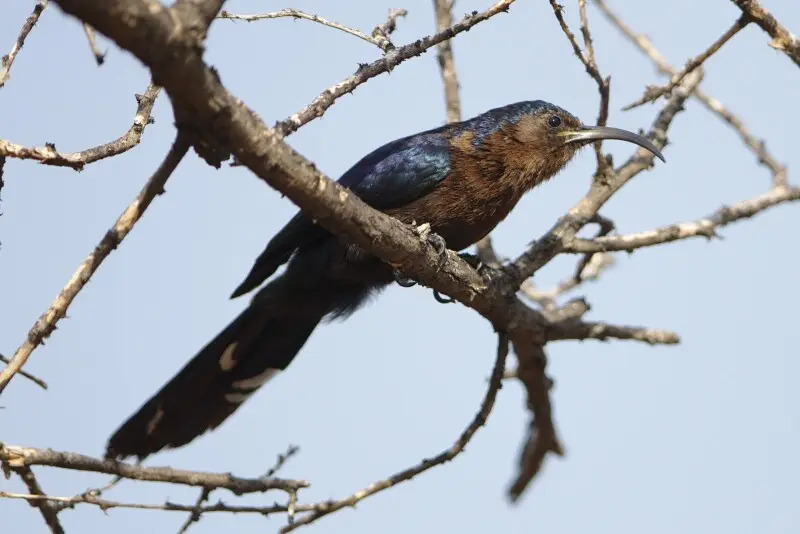 Common scimitarbill - Facts, Diet, Habitat & Pictures on Animalia.bio