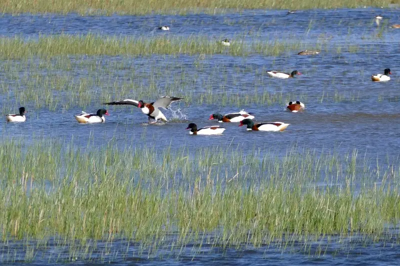 Common shelduck - Facts, Diet, Habitat & Pictures on Animalia.bio