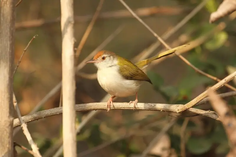 Common tailorbird - Facts, Diet, Habitat & Pictures on Animalia.bio