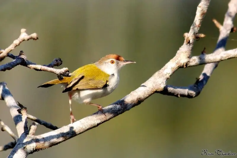 Common tailorbird - Facts, Diet, Habitat & Pictures on Animalia.bio