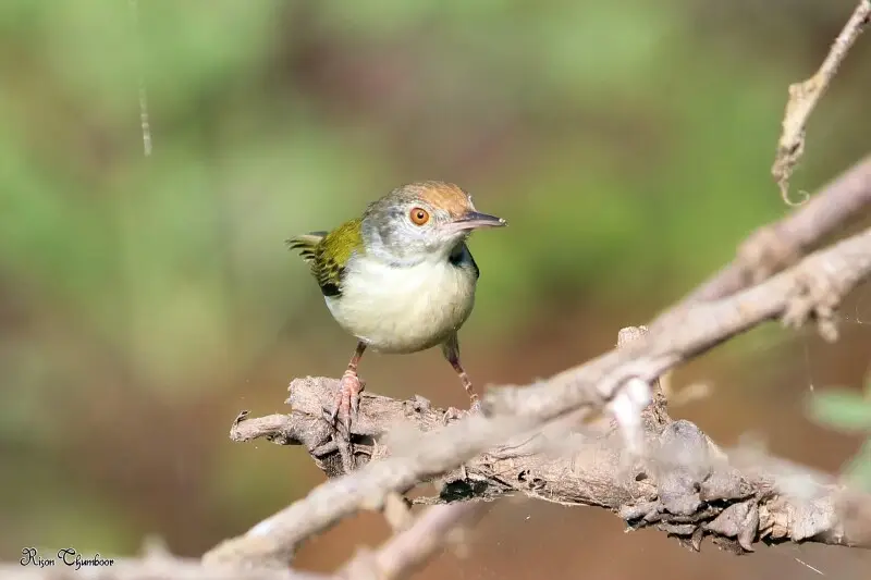 Common tailorbird - Facts, Diet, Habitat & Pictures on Animalia.bio