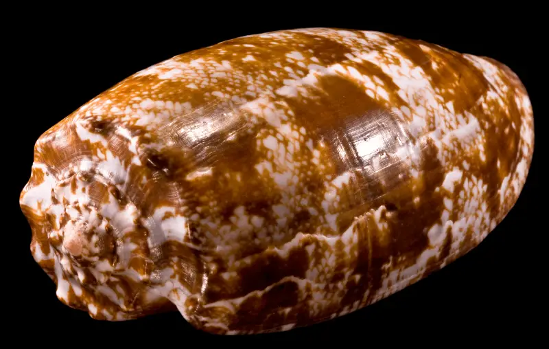 Conus geographus - Facts, Diet, Habitat & Pictures on Animalia.bio