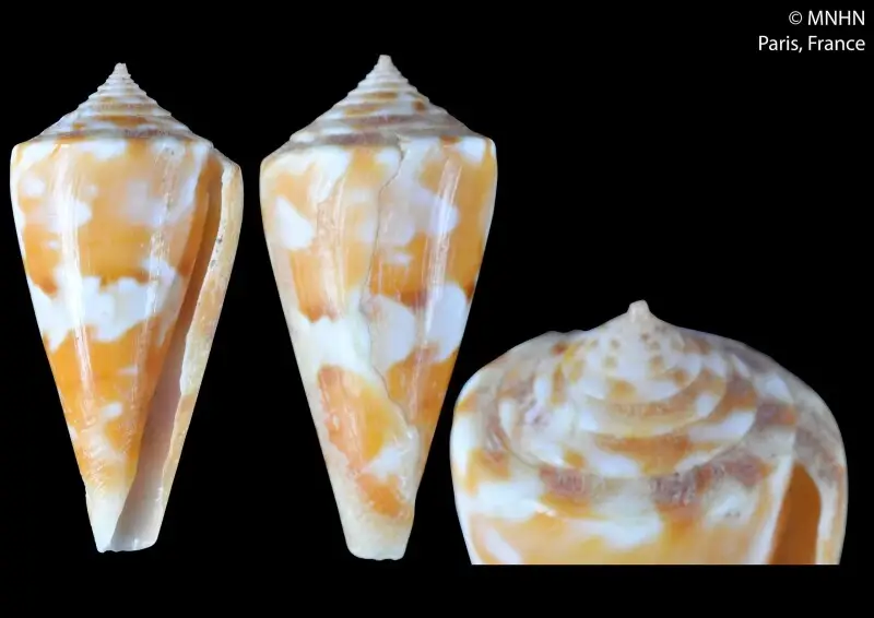 Conus glicksteini - Facts, Diet, Habitat & Pictures on Animalia.bio