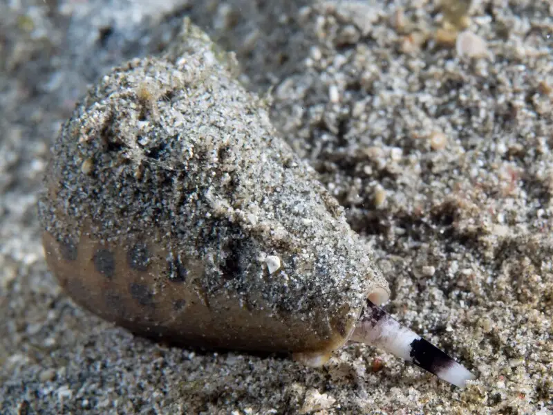 Conus litteratus - Fatti, dieta, habitat e immagini su Animalia.bio