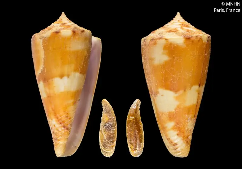 Conus daucus - Facts, Diet, Habitat & Pictures on Animalia.bio