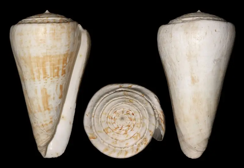 Conus pulcher - Facts, Diet, Habitat & Pictures on Animalia.bio